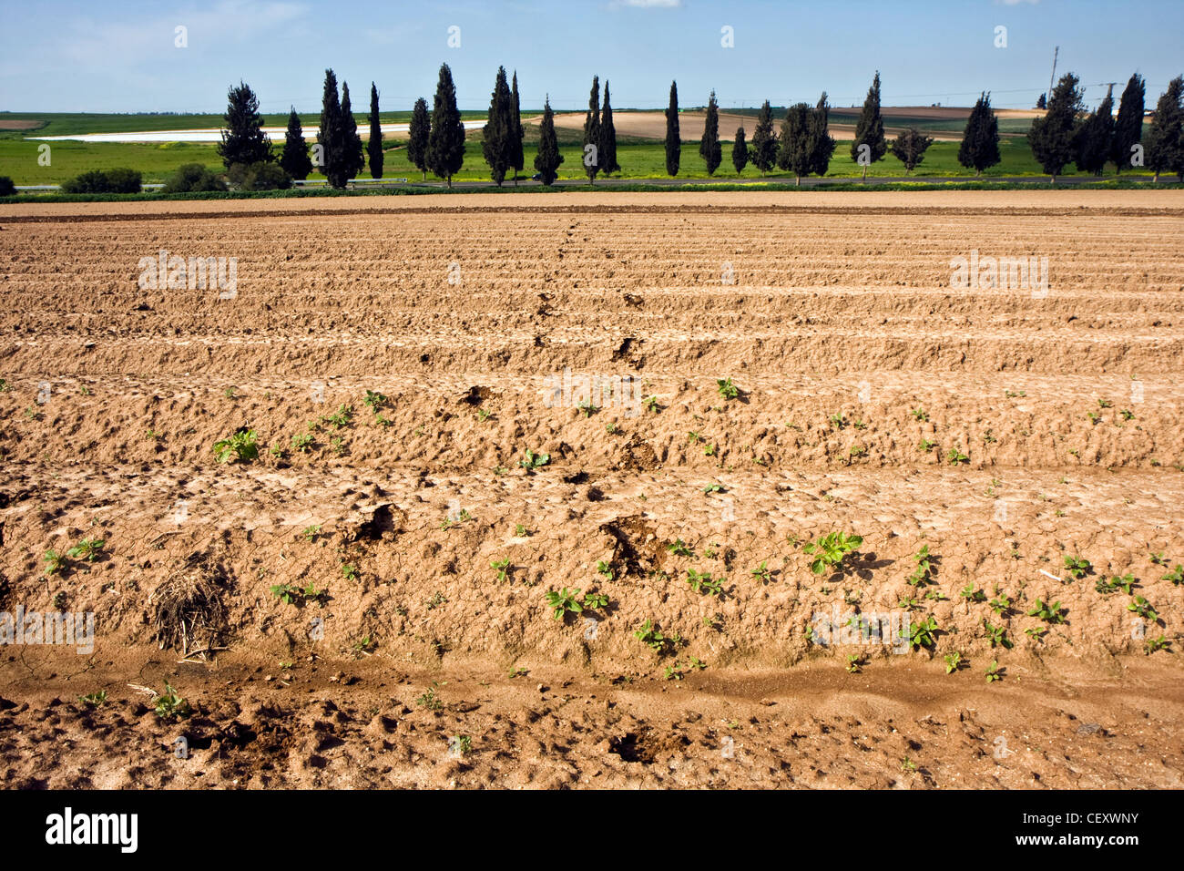 Landscape with agricultural field in Israel in winter Stock Photo - Alamy