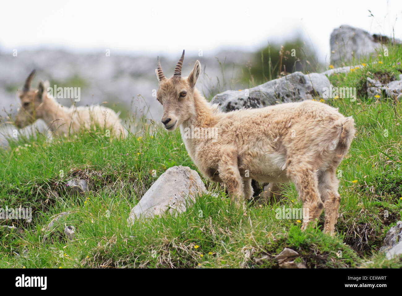 Female ibex hi-res stock photography and images - Alamy