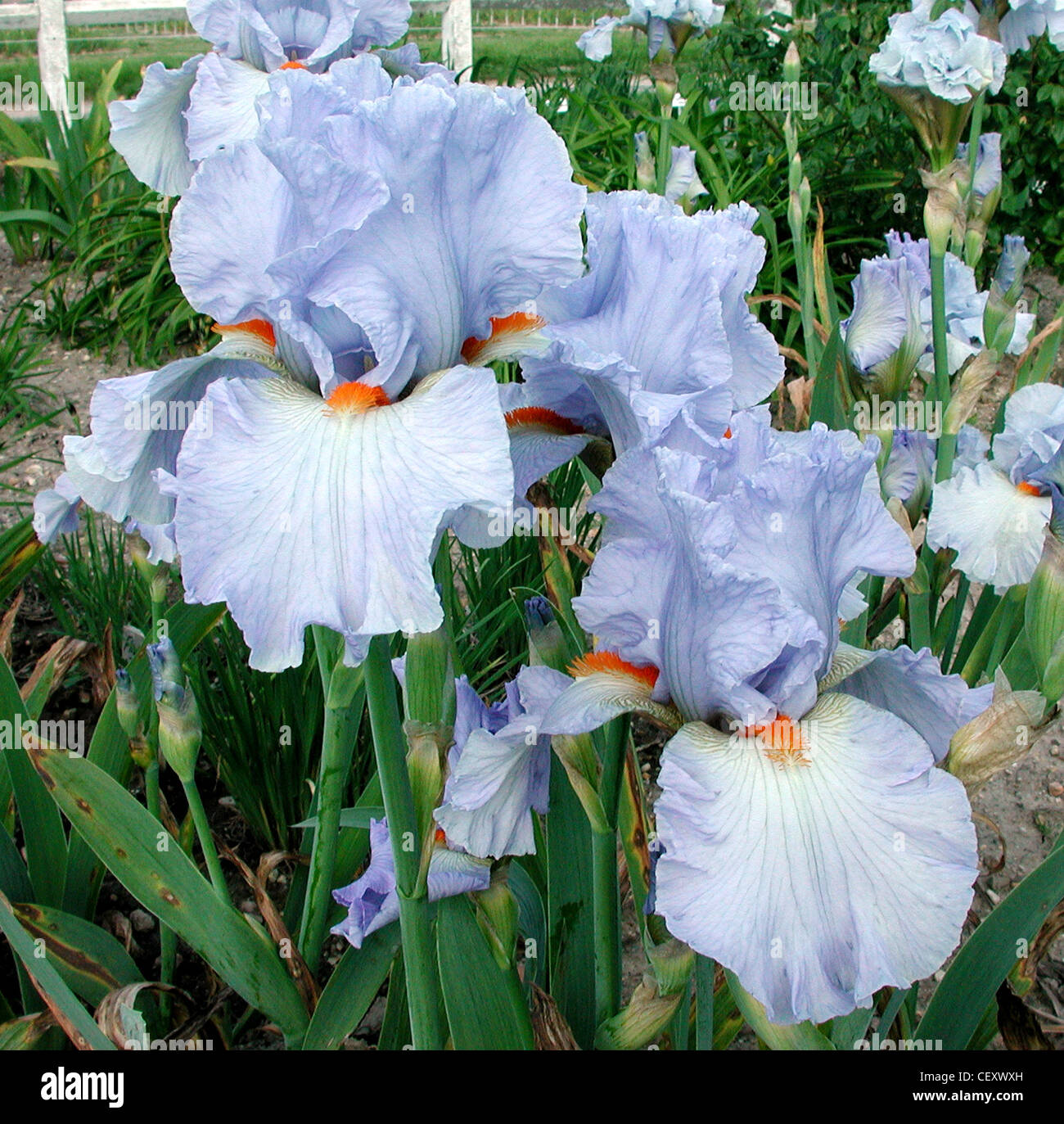 Cayeux Iris Iris nursery, owned by Richard Cayeux in Gien, France, has ...