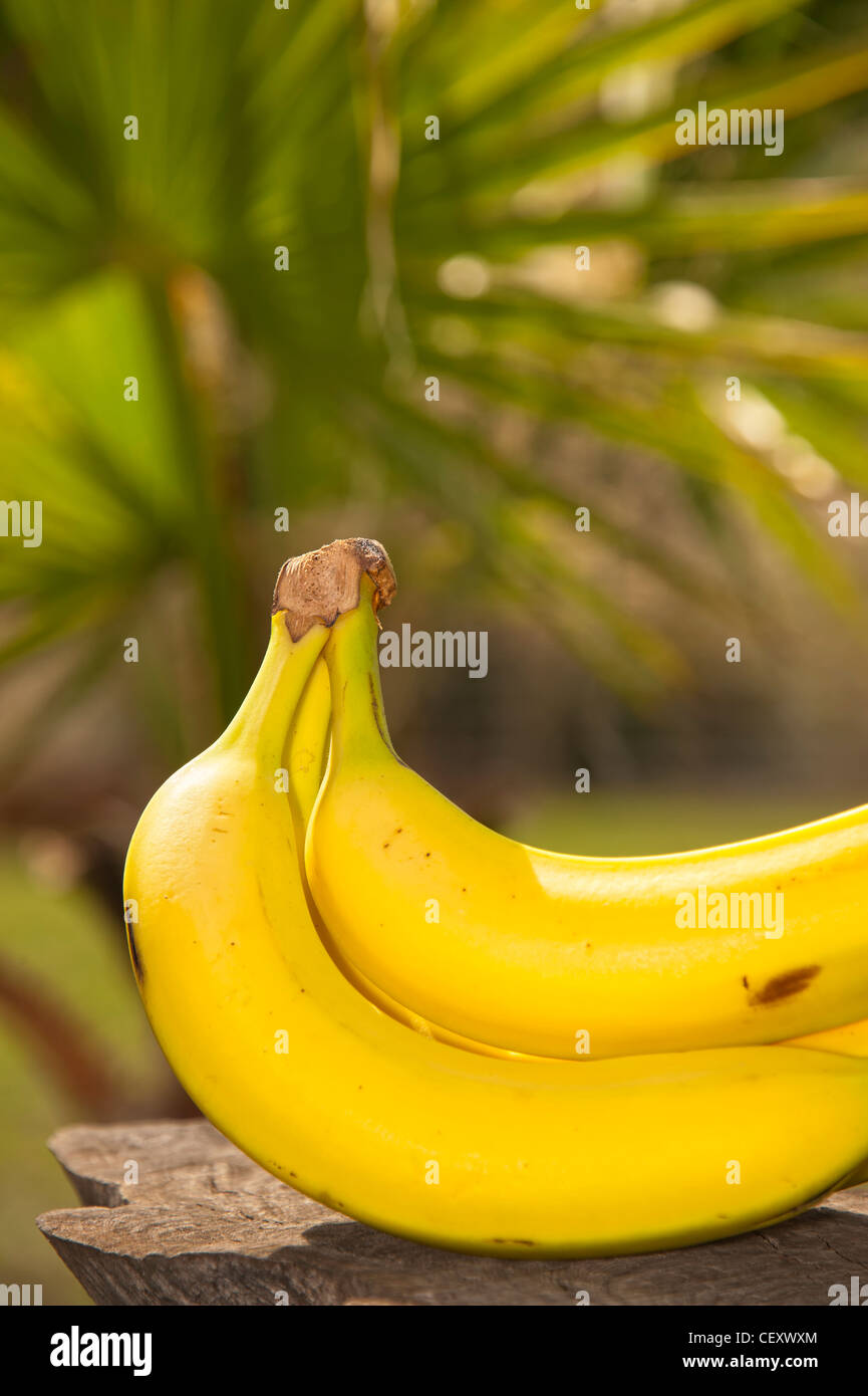 Fresh bunch of bananas in outdoor environment with palm tree in ...