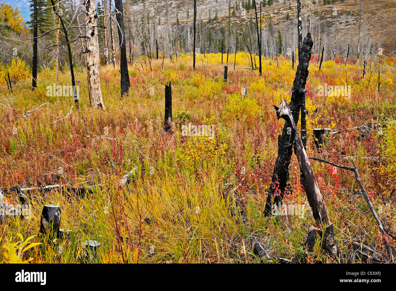 Burnt forest canada hi-res stock photography and images - Alamy