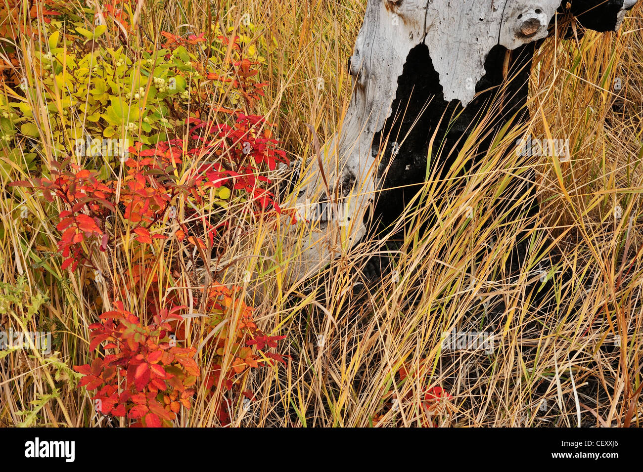 New vegetation in a fire ravenged wooded area Stock Photo - Alamy