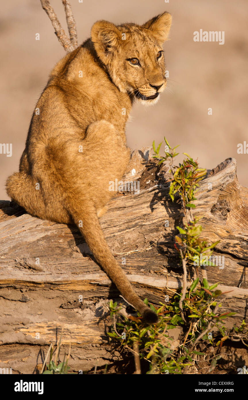Lion's cub playing Stock Photo - Alamy