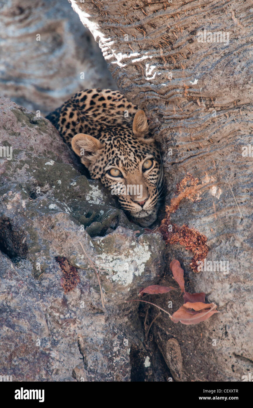 Young female leopard resting on a baobab Stock Photo - Alamy