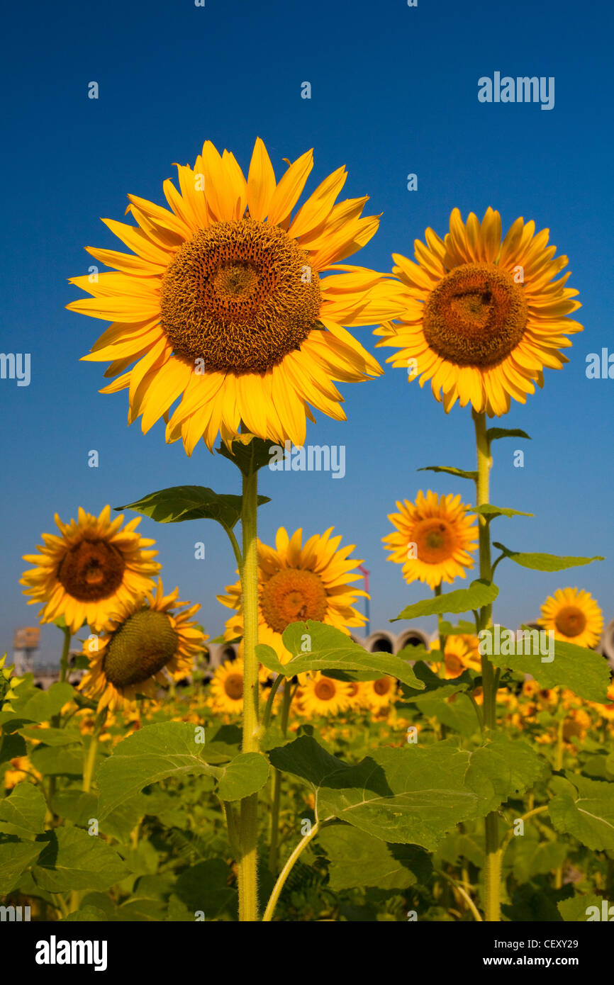 Sunflowers under the sun with blue sky Stock Photo - Alamy