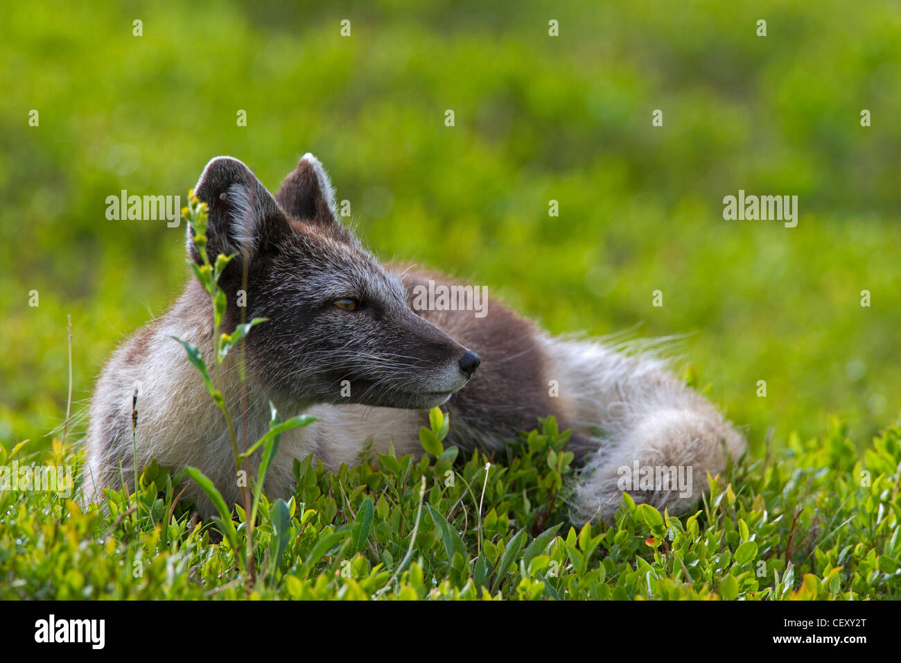 Norway arctic fox hi-res stock photography and images - Alamy