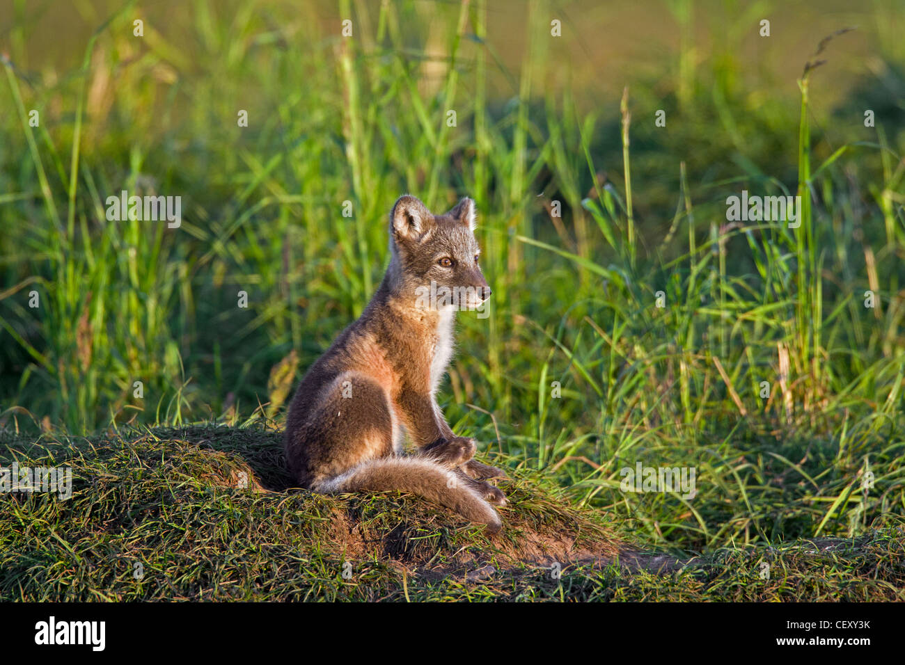 Arctic fox (Vulpes lagopus / Alopex lagopus) cub at den on the tundra ...