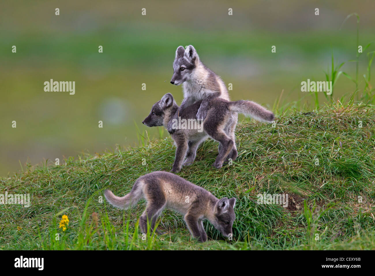 Arctic fox (Vulpes lagopus / Alopex lagopus) cubs at den on the tundra ...