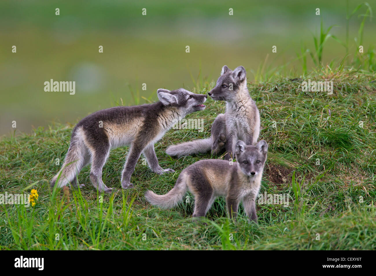 Arctic fox (Vulpes lagopus / Alopex lagopus) cubs at den on the tundra ...
