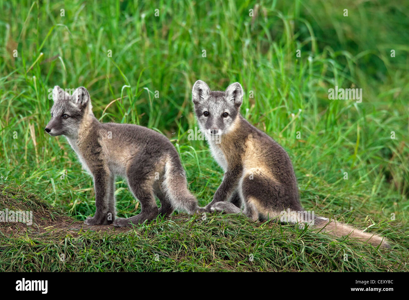 Arctic fox den hi-res stock photography and images - Alamy