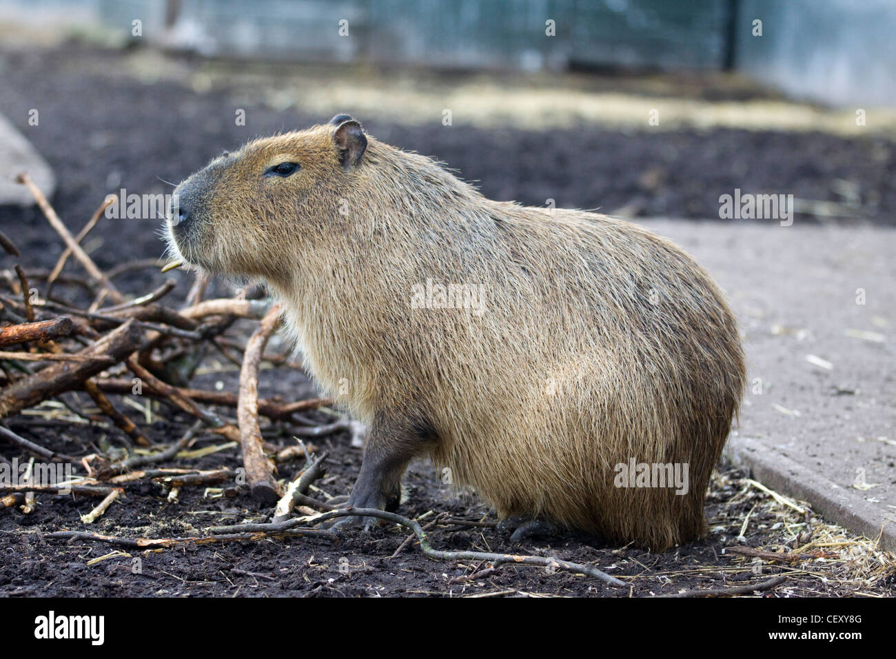 capybara Hydrochoerus hydrochaeris in Captivity Stock Photo - Alamy