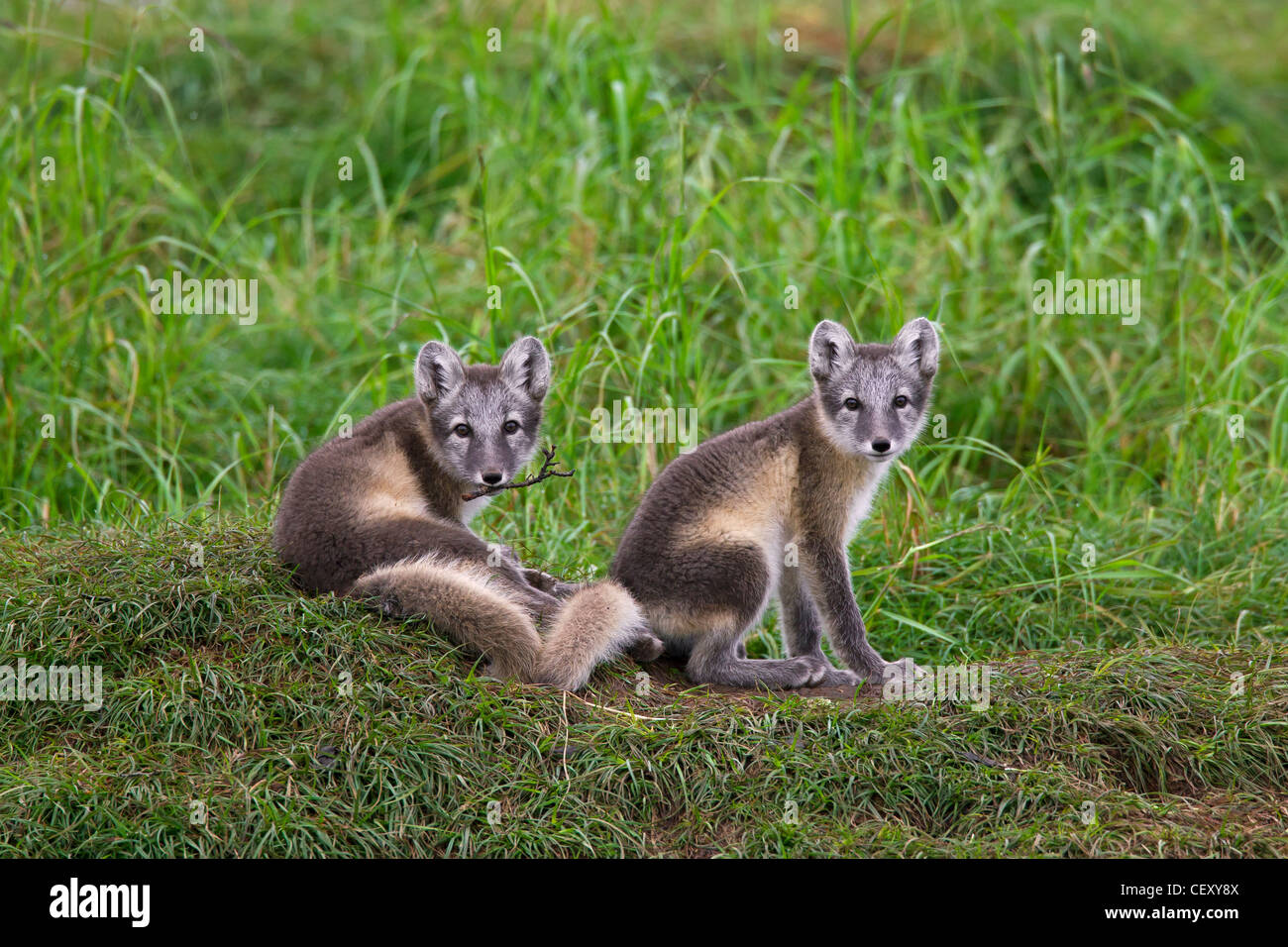 Arctic fox (Vulpes lagopus / Alopex lagopus) cubs at den on the tundra ...