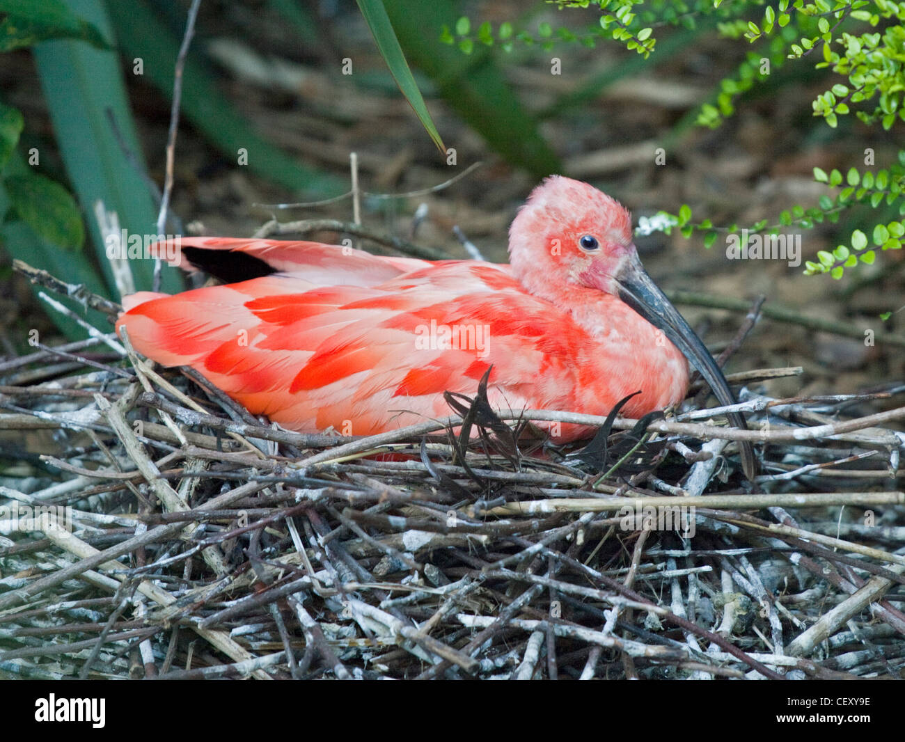 Ibis In Nest High Resolution Stock Photography and Images - Alamy