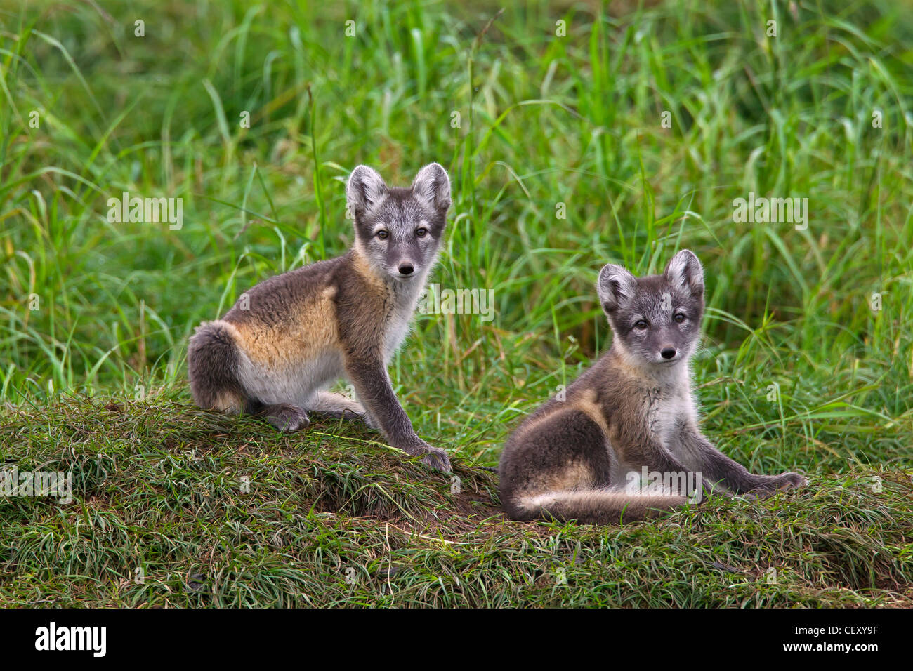Arctic fox (Vulpes lagopus / Alopex lagopus) cubs at den on the tundra ...