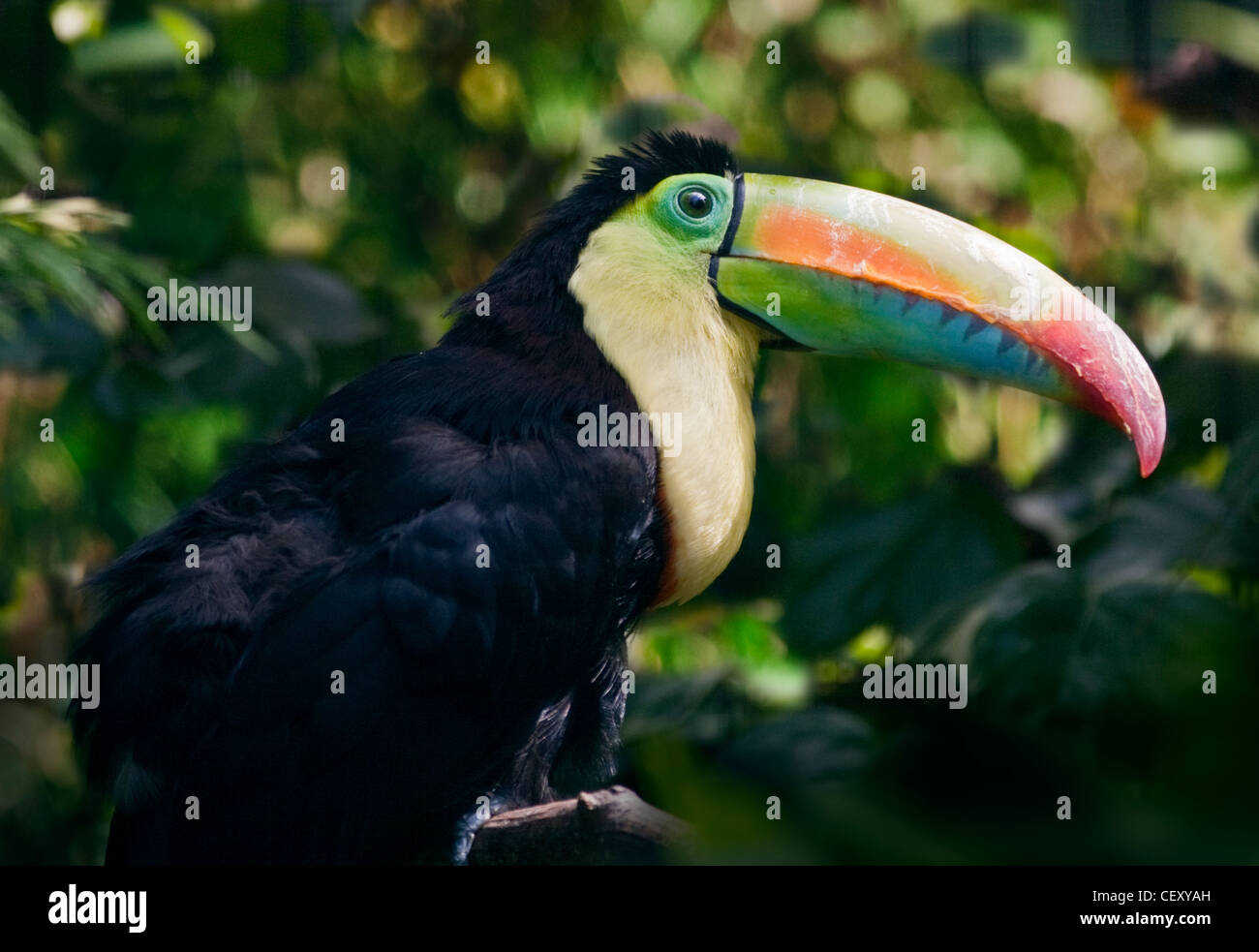 Rainbow-Billed Toucan (ramphastos sulfuratus), also known as Keel ...