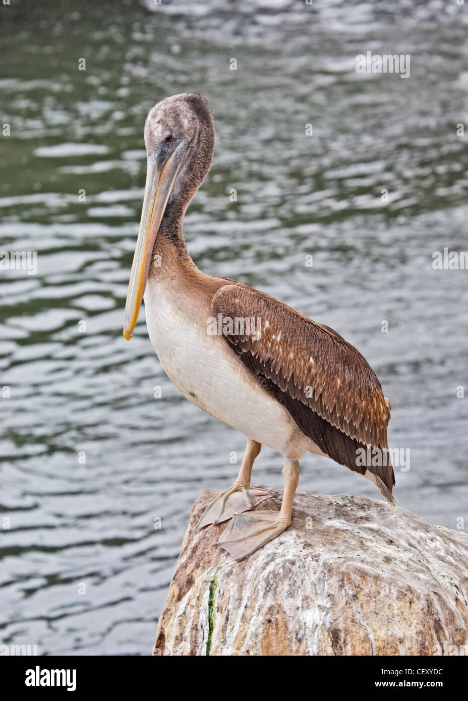 Juvenile Peruvian Pelican (pelecanus thagus) at Fishing Harbour, Arica ...