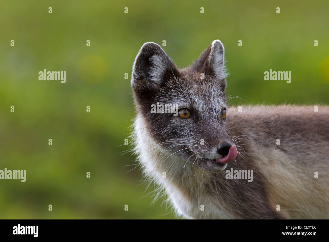 Arctic fox (Vulpes lagopus / Alopex lagopus) licking nose on the tundra ...