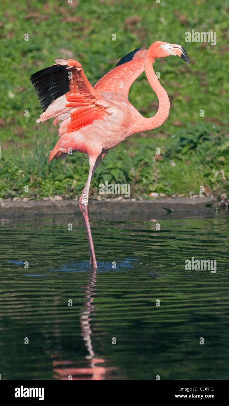 Caribbean flamingos hi-res stock photography and images - Alamy