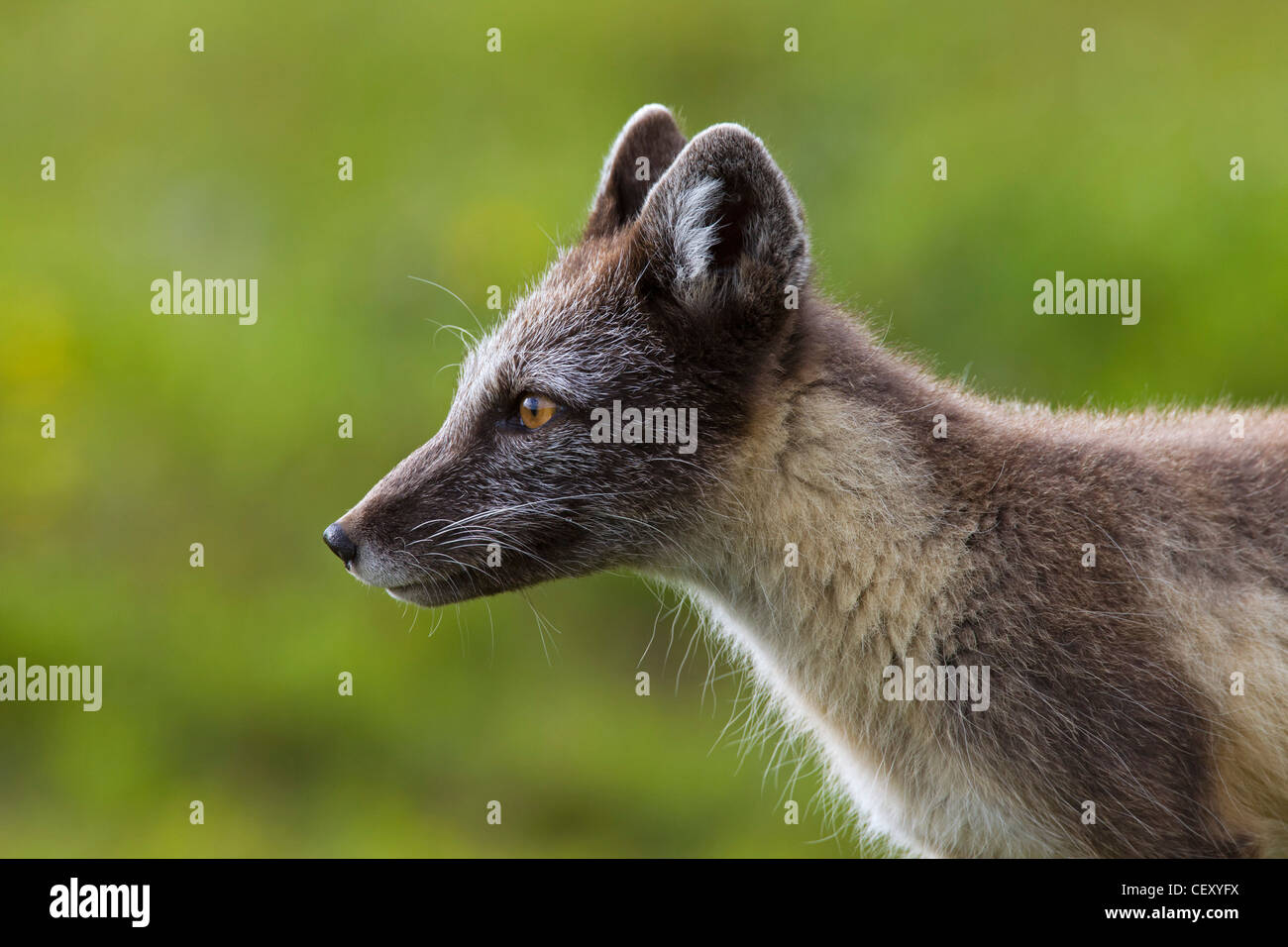 Arctic fox (Vulpes lagopus / Alopex lagopus) close-up on the tundra in ...