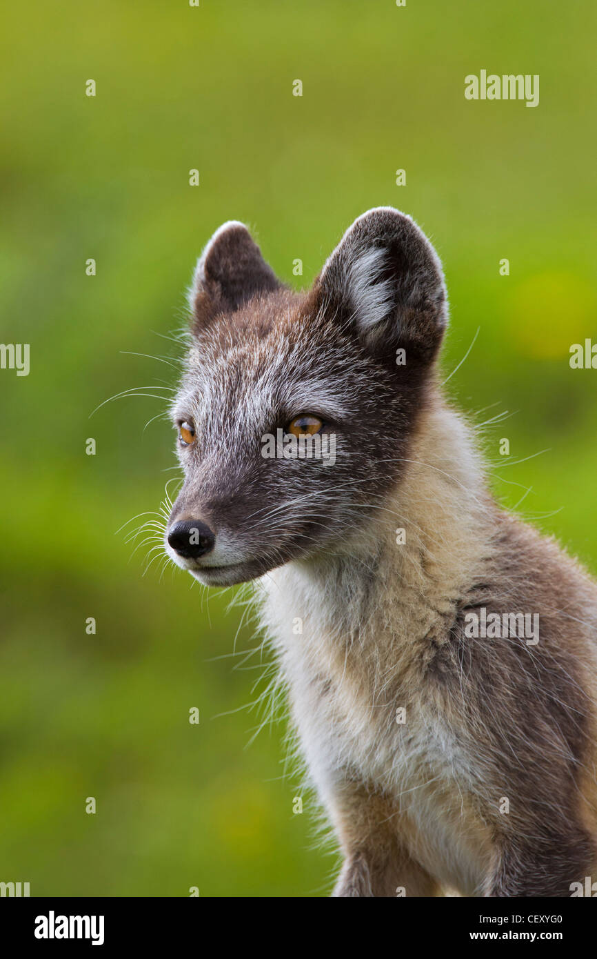 Arctic fox (Vulpes lagopus / Alopex lagopus) close-up on the tundra in ...