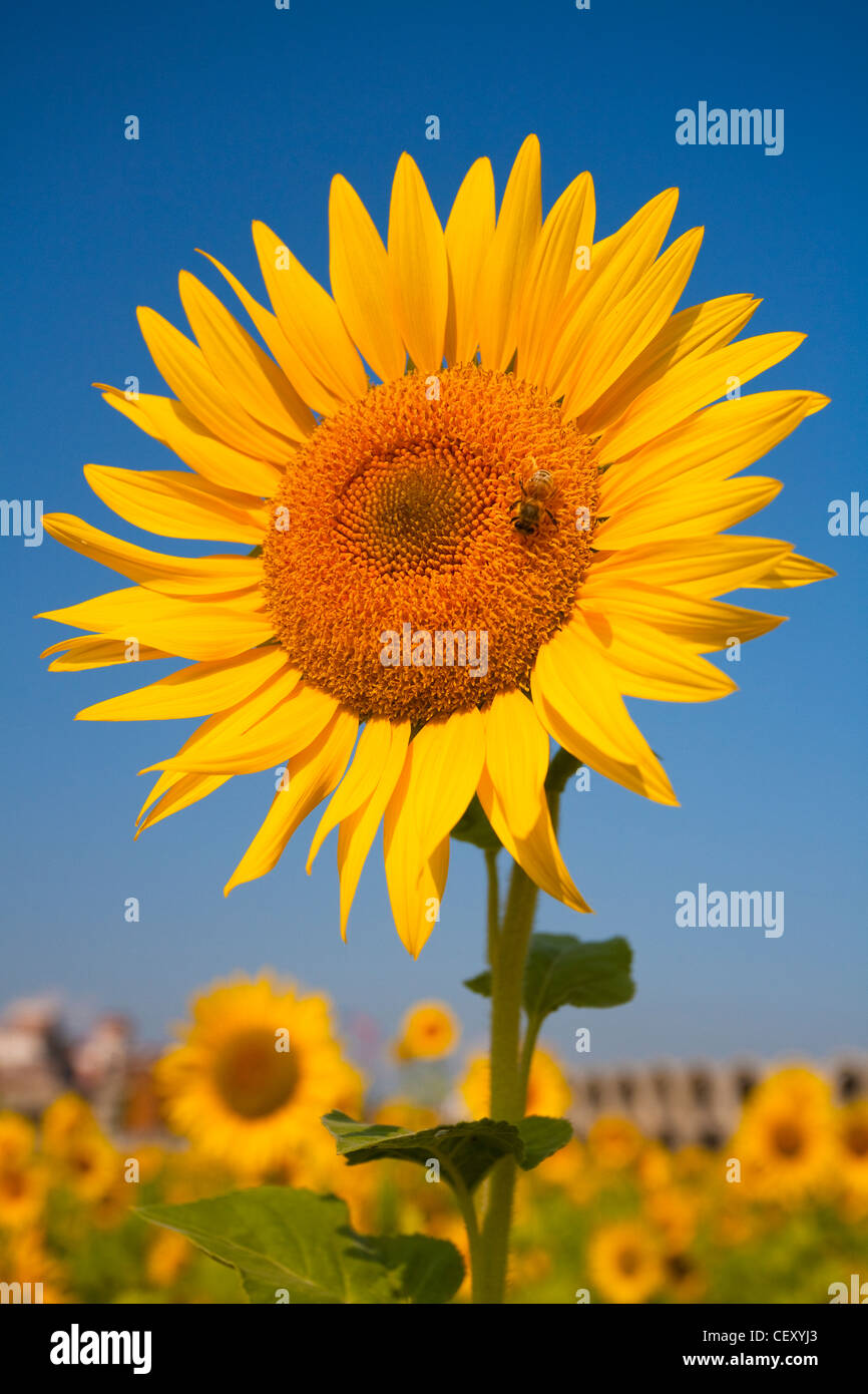 Sunflowers under the sun with blue sky Stock Photo - Alamy