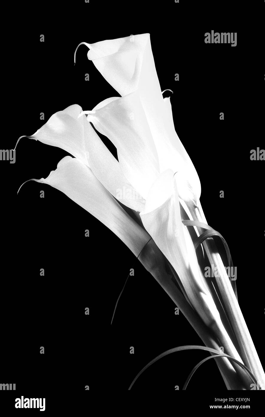 Lily s Black and White Stock Photos & Images - Alamy
