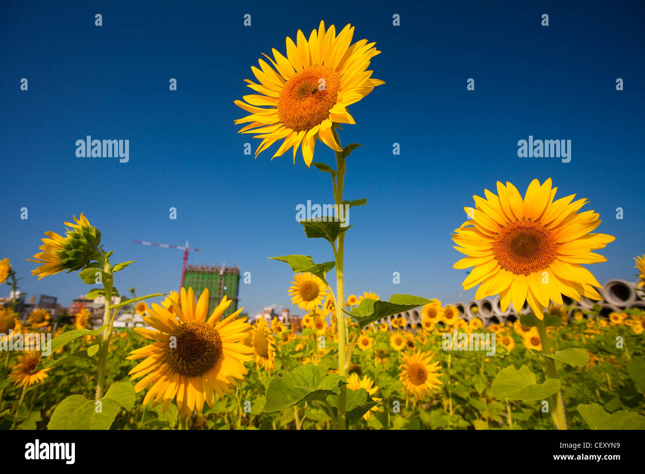 Sunflowers under the sun with blue sky Stock Photo - Alamy