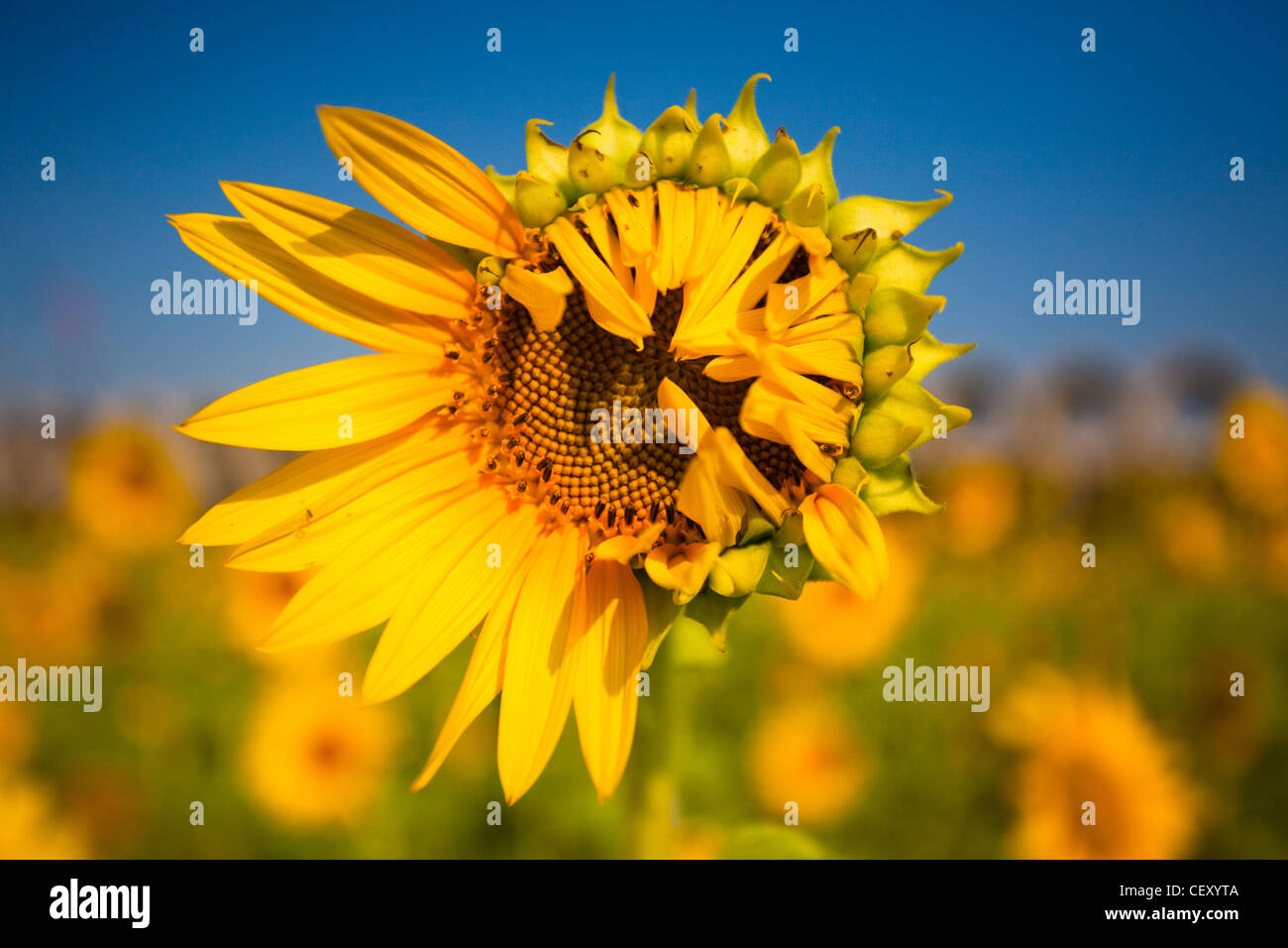 Sunflowers under the sun with blue sky Stock Photo - Alamy