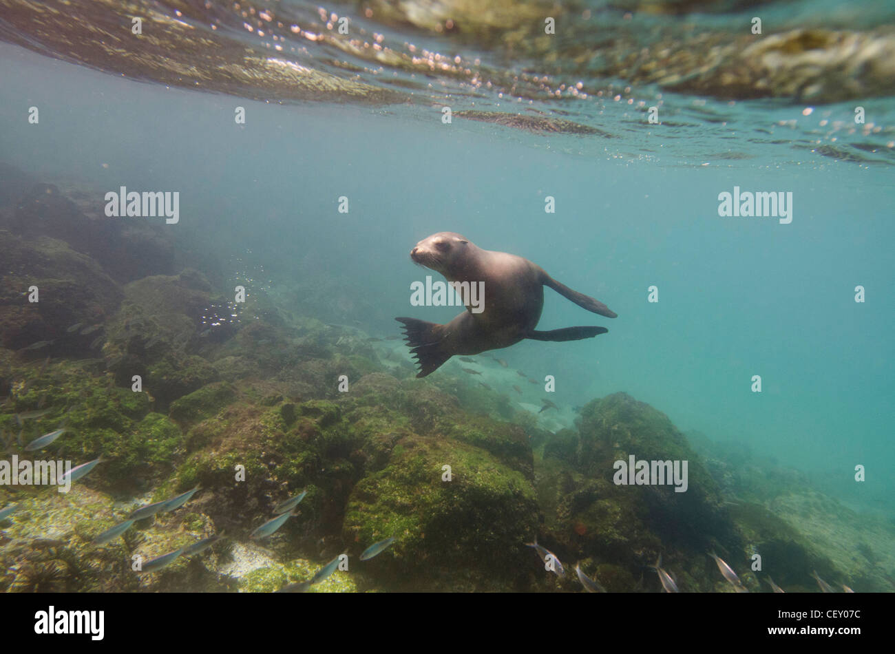 a sea lion swimming under the water's surface watching a school of fish ...