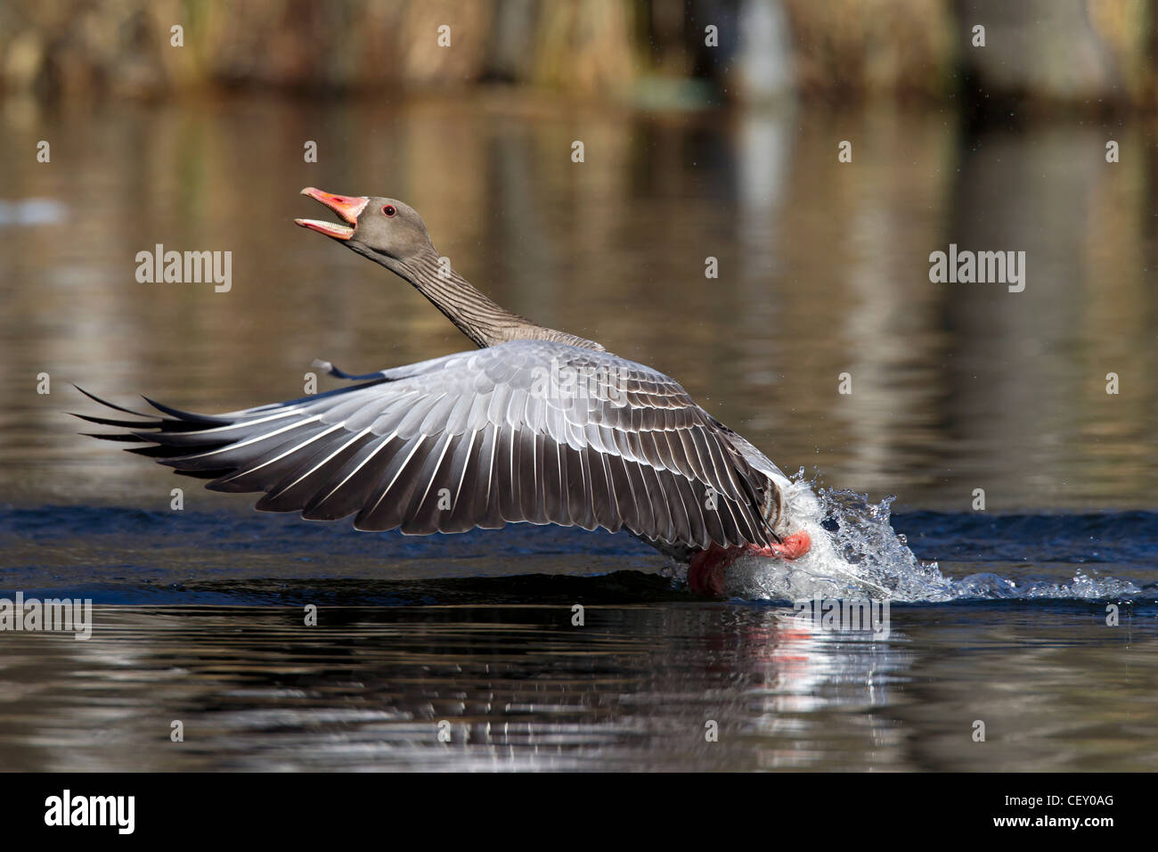 Greylag goose / graylag goose (Anser anser) calling while taking off ...