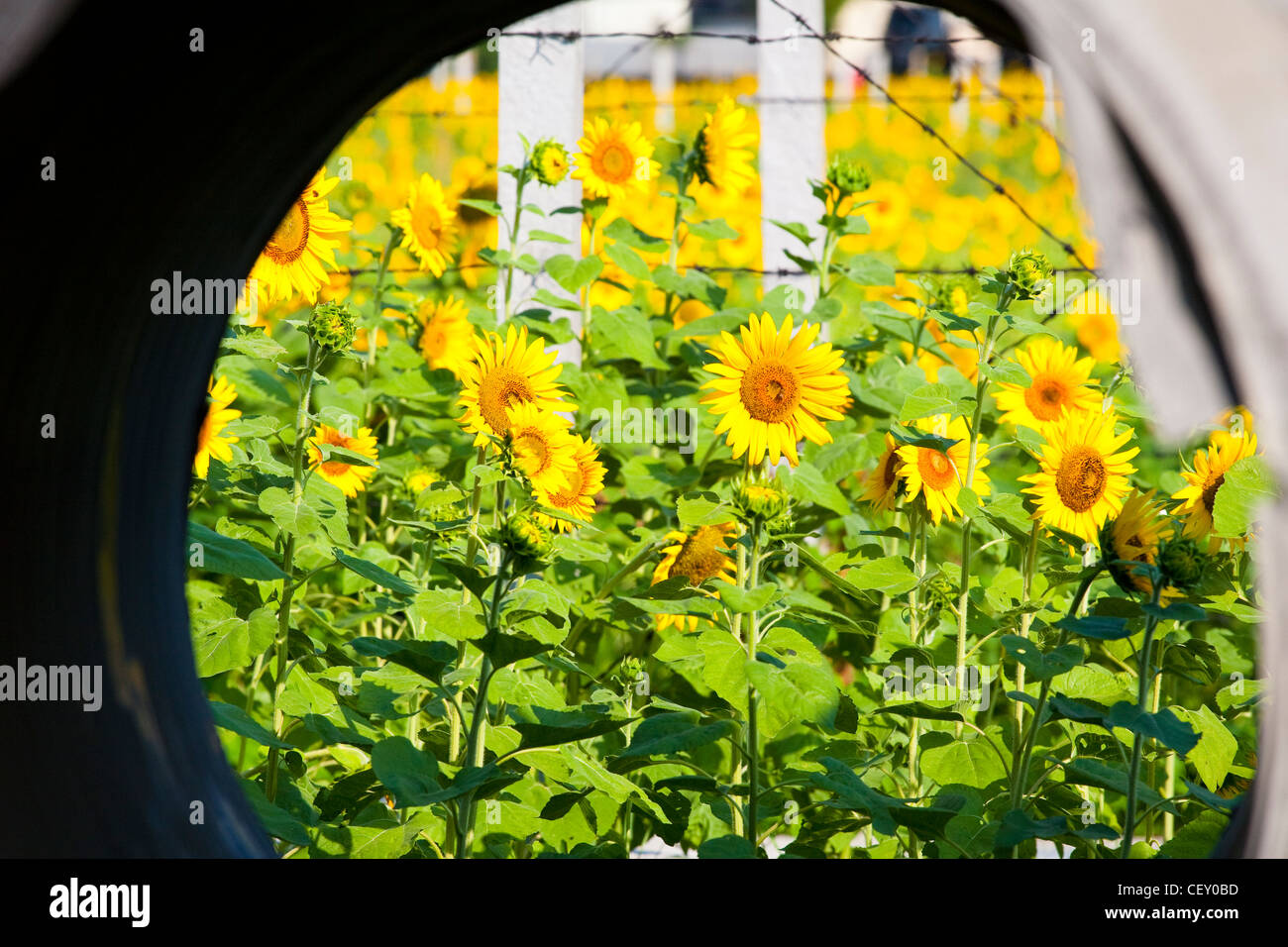 Sunflowers under the sun with blue sky Stock Photo - Alamy