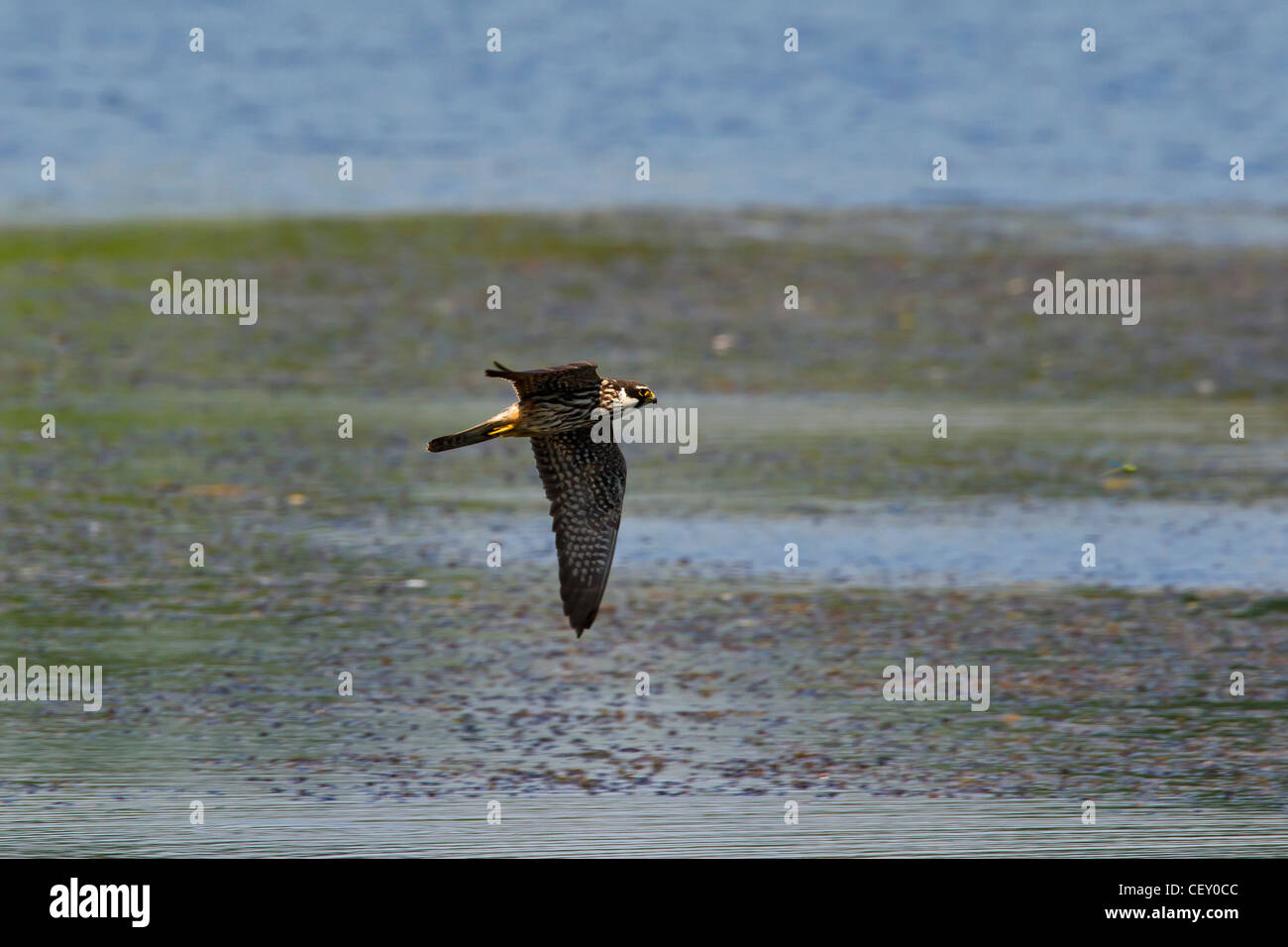 Eurasian Hobby (Falco subbuteo) chasing dragonflies above lake, Germany ...