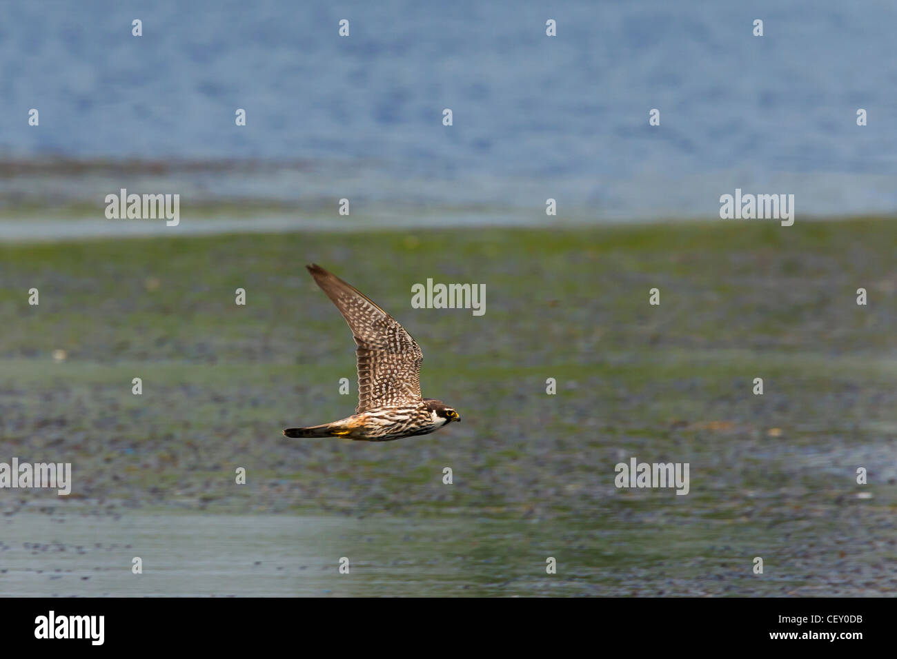 Eurasian Hobby (Falco subbuteo) chasing dragonflies above lake, Germany ...