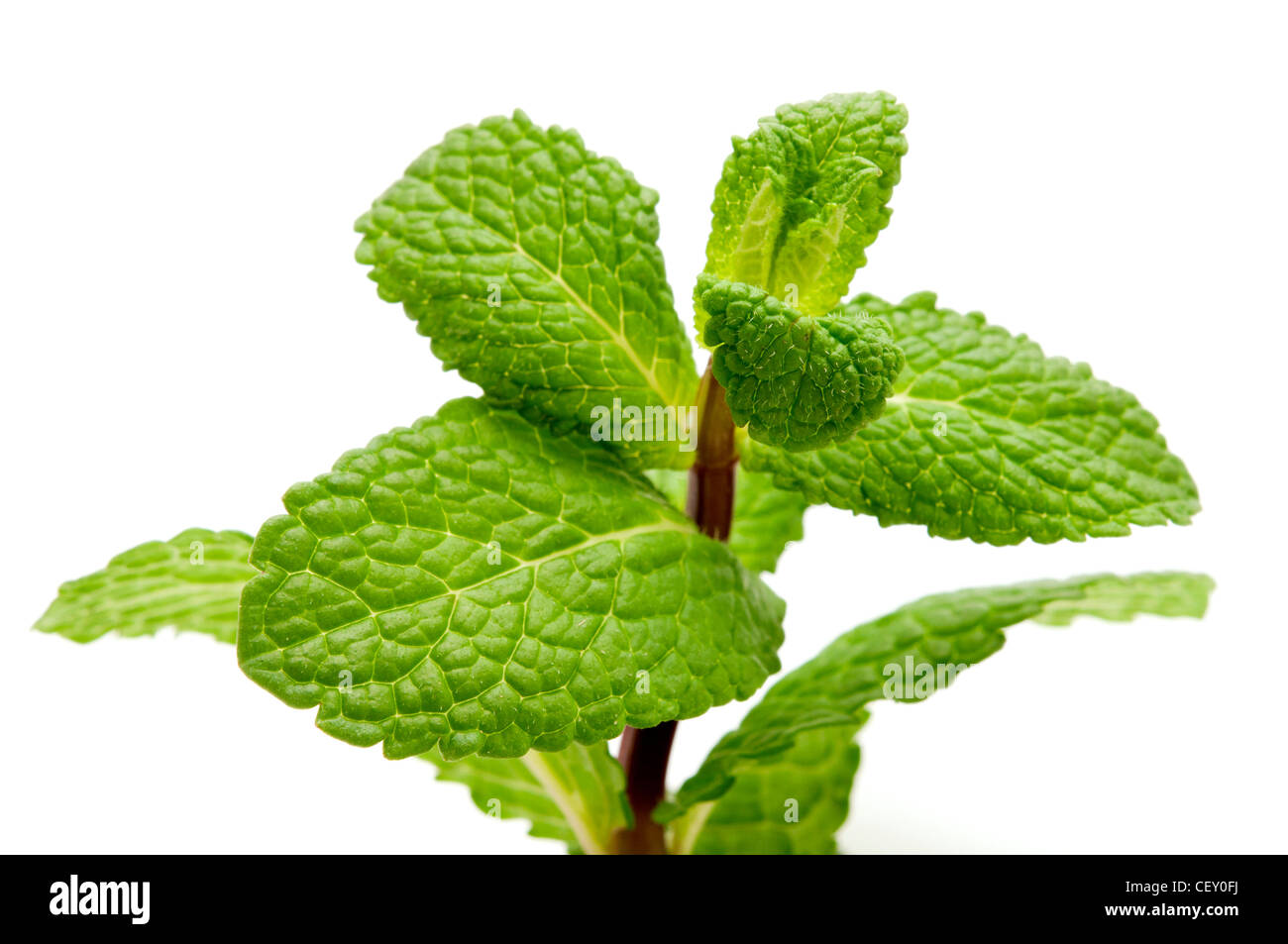 Peppermint on a white background Stock Photo - Alamy