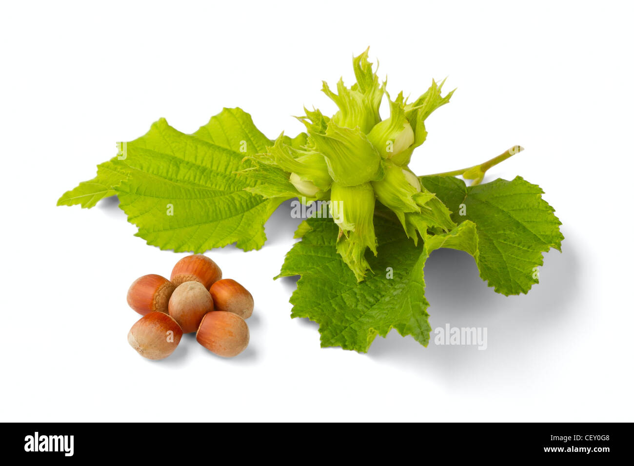 Wood nuts with leaves isolated on a white background Stock Photo - Alamy