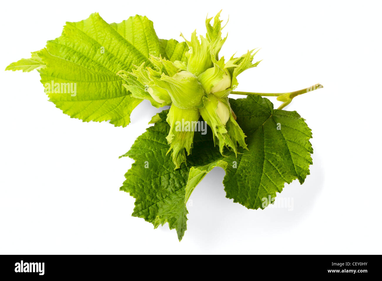 Wood nuts with leaves isolated on a white background Stock Photo - Alamy