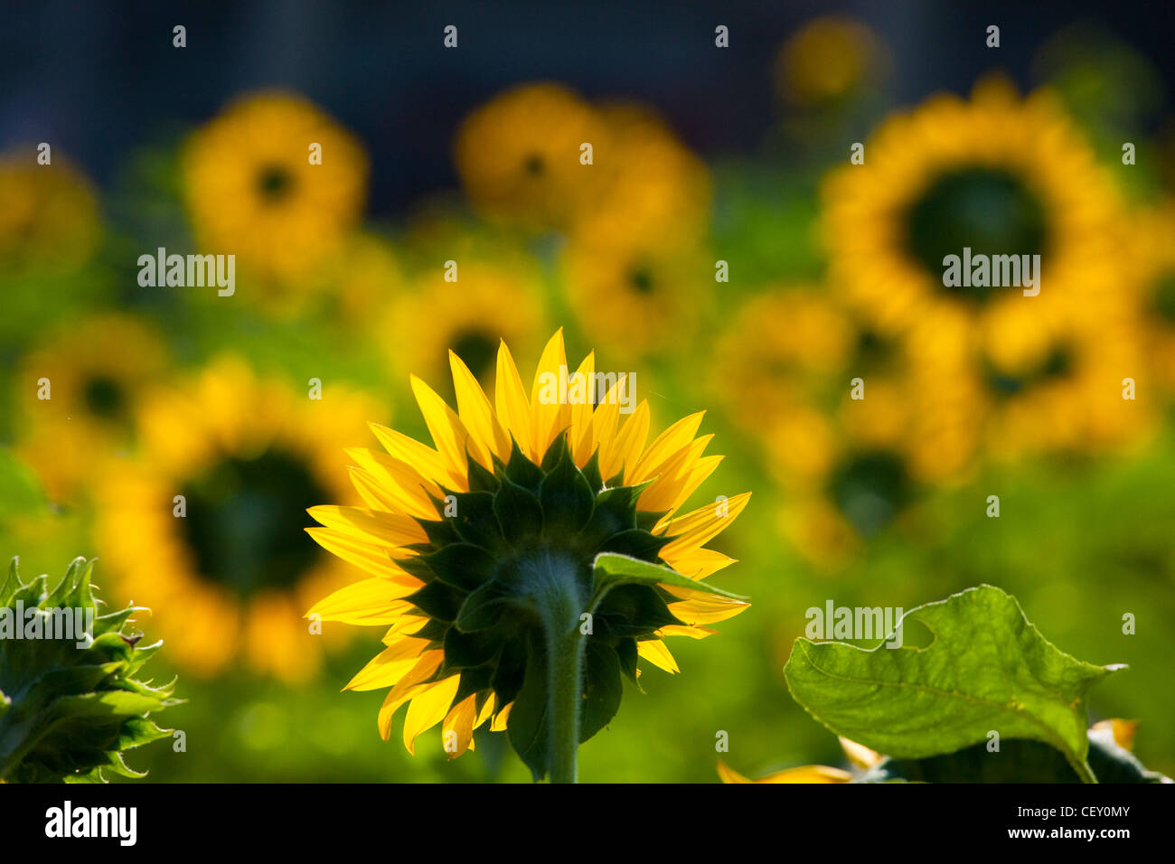 Sunflowers under the sun with blue sky Stock Photo - Alamy