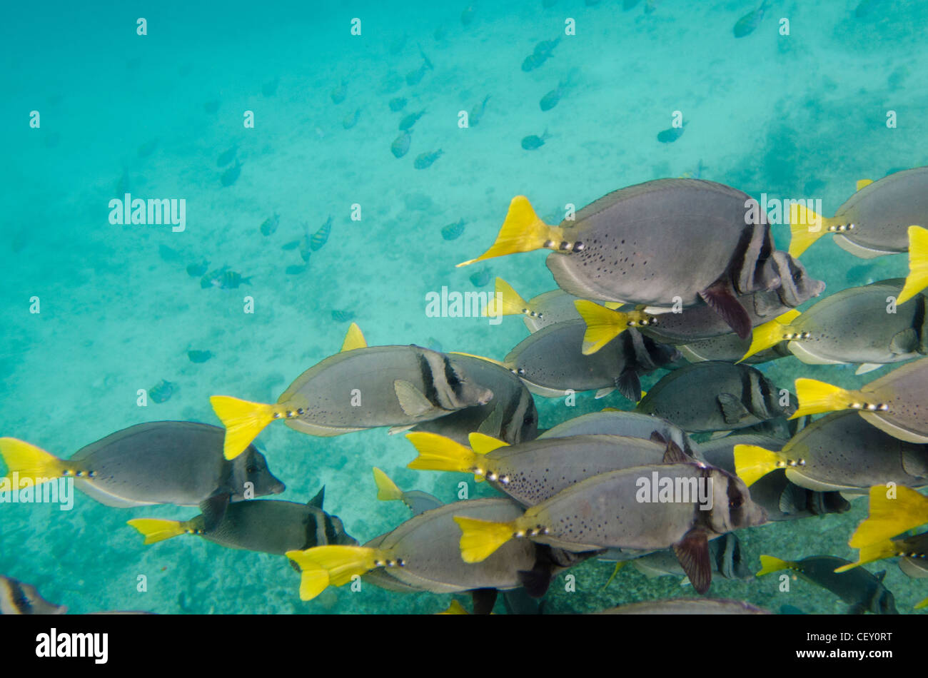 surgeon fish (acanthuridae) swimming together; galapagos, equador Stock ...
