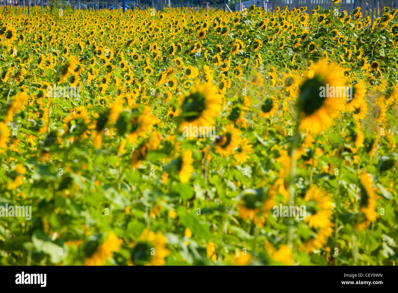 Sunflowers under the sun with blue sky Stock Photo - Alamy