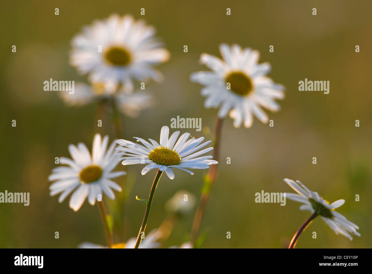 Oxeye daisy / Ox-eye Daisy / Moon daisies (Leucanthemum vulgare ...