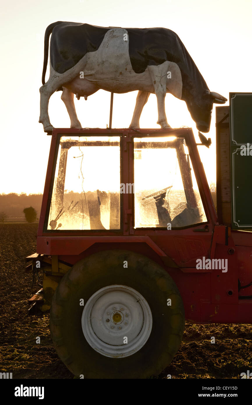 A life size model of a Friesian cow on the roof of a small red tractor ...