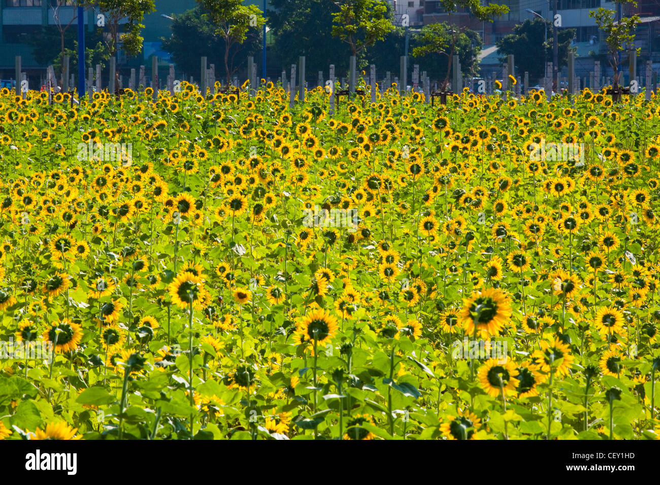 Sunflowers under the sun with blue sky Stock Photo - Alamy