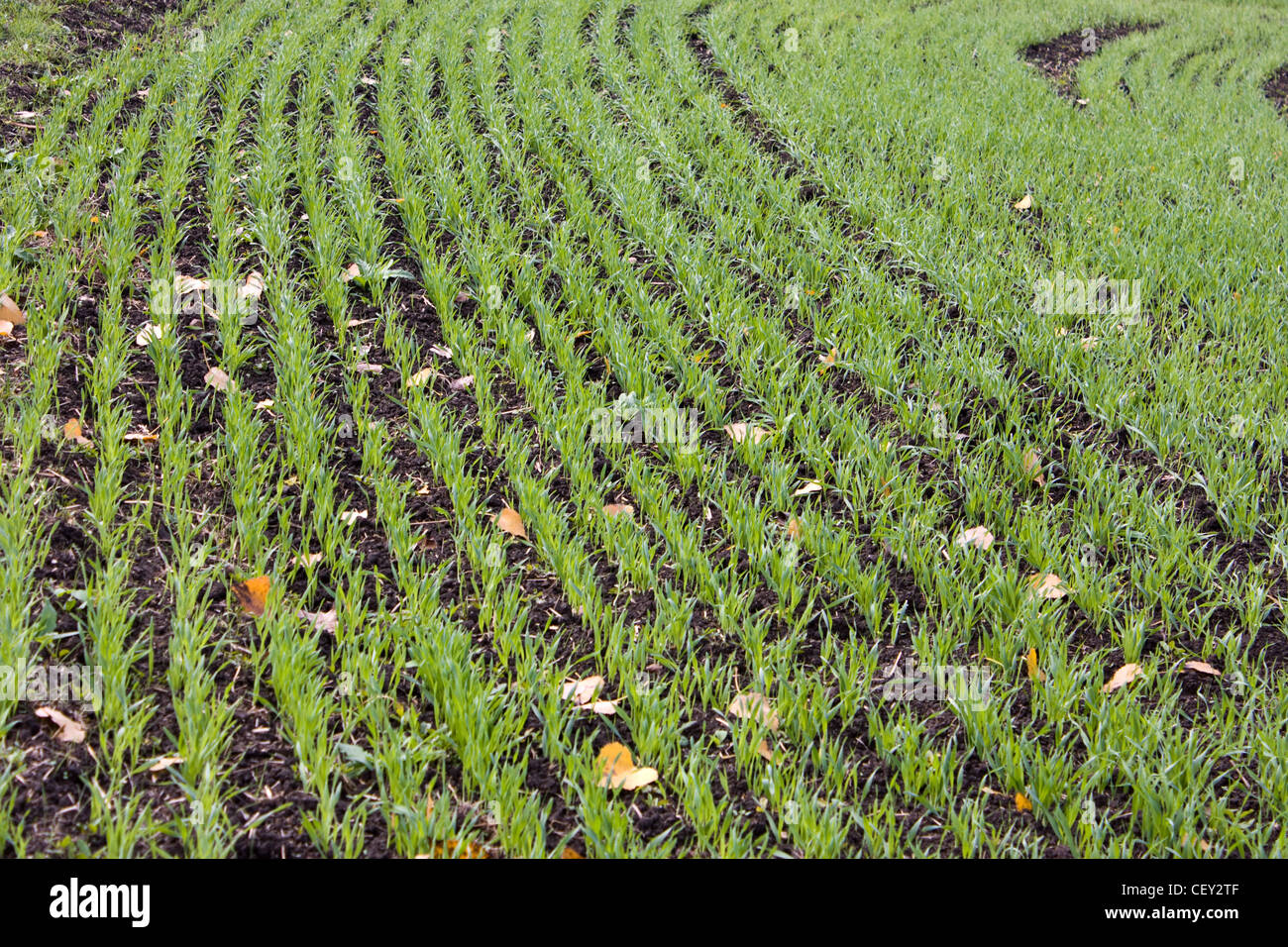 Field of healthy fresh crops Stock Photo - Alamy
