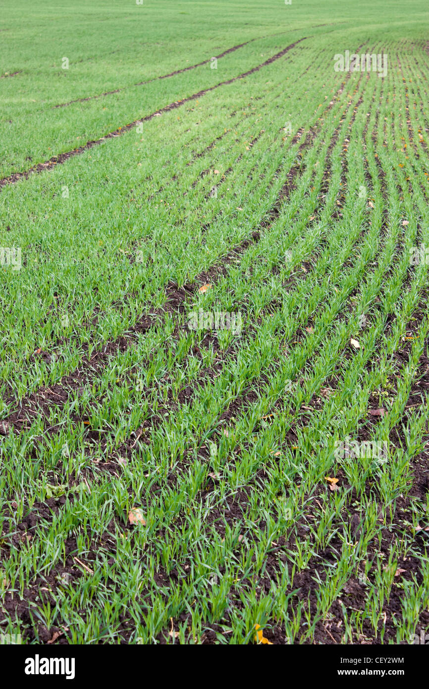Field of healthy fresh crops Stock Photo - Alamy