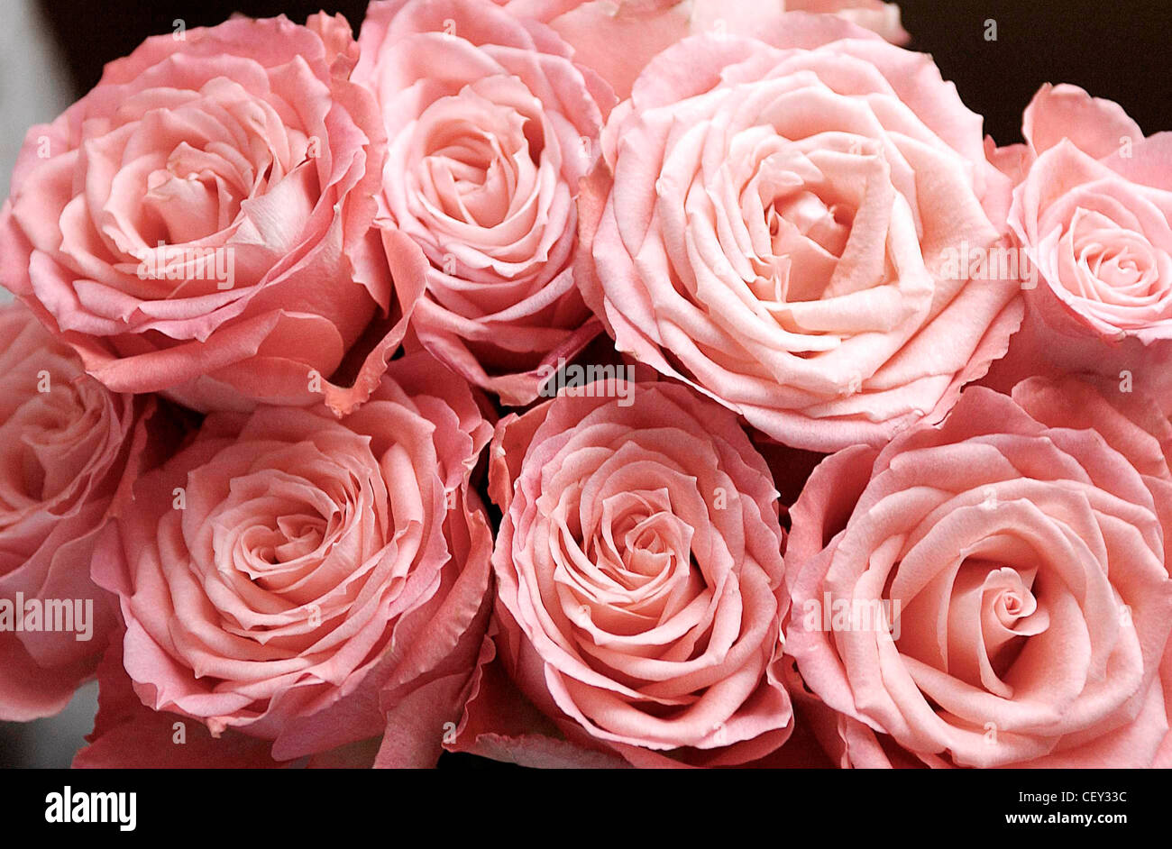 Close up of Group of pink roses Stock Photo - Alamy