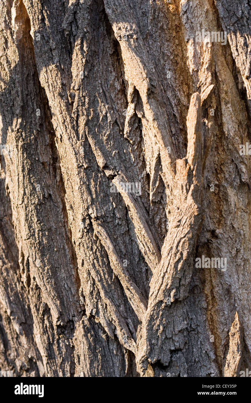 Bark of a tree Stock Photo - Alamy