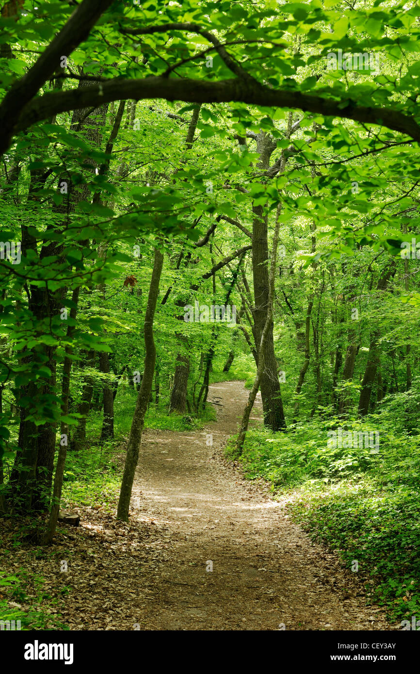Trail in a spring green european oak forest Stock Photo - Alamy