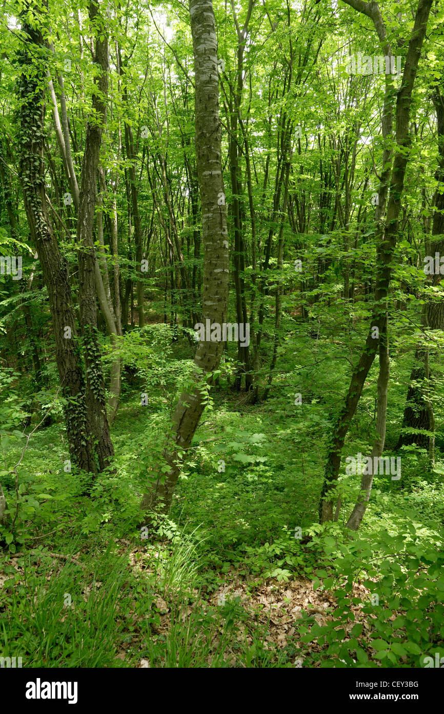 Inside a green spring oak forest in Bulgaria, Europe Stock Photo - Alamy