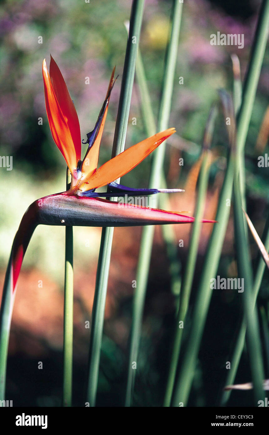 African Gardens: Shape and form were important considerations when we ...