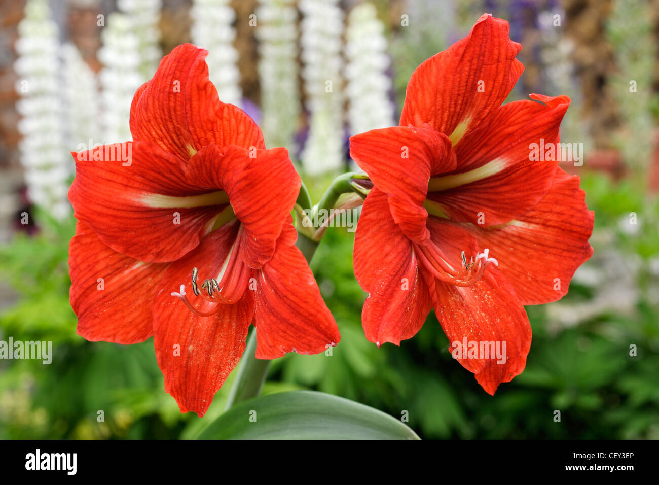 Two big red flower blossoms, red lily Stock Photo - Alamy